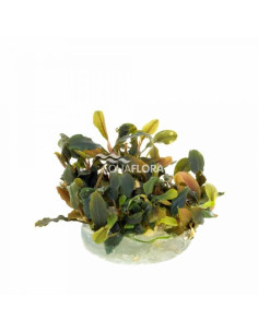 Bucephalandra