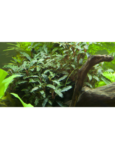 Bucephalandra sp. Red
